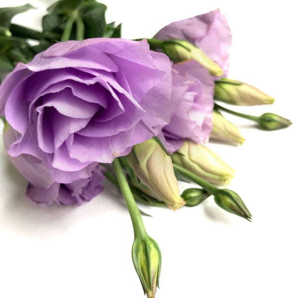 Eustoma: Not A Rose, But Looks Just As Sweet